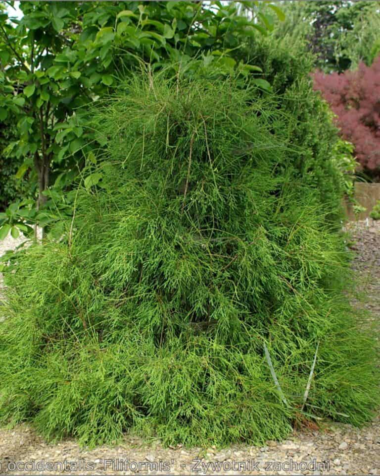 16 Weeping Evergreen Trees That Will Turn Your Garden Into a Wonderland