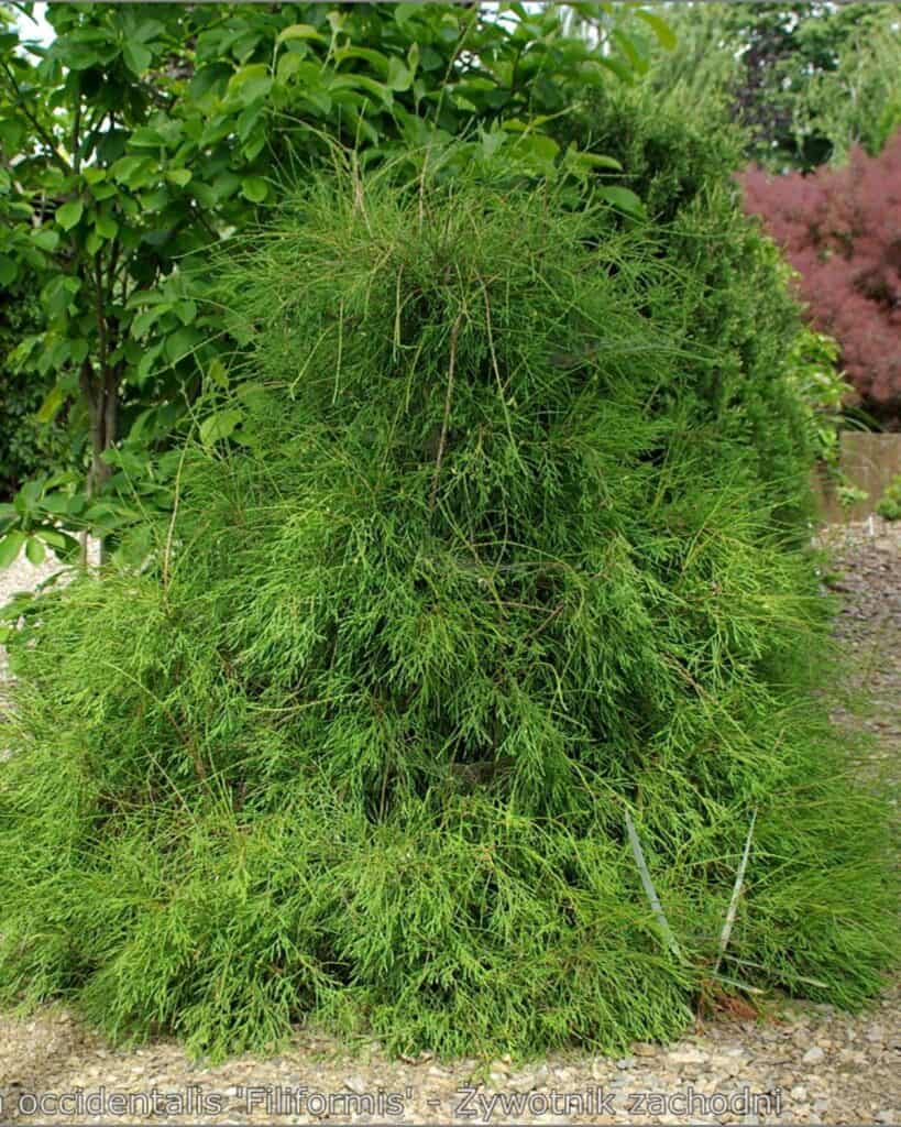 16 Weeping Evergreen Trees That Will Turn Your Garden Into a Wonderland