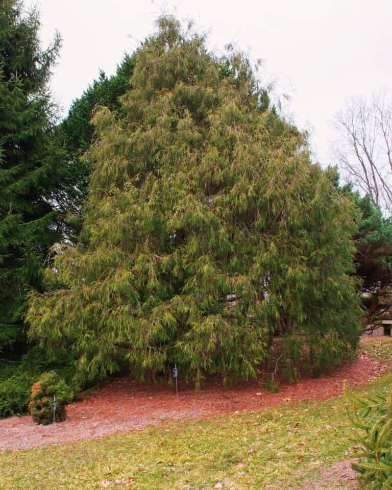 16 Weeping Evergreen Trees That Will Turn Your Garden Into a Wonderland