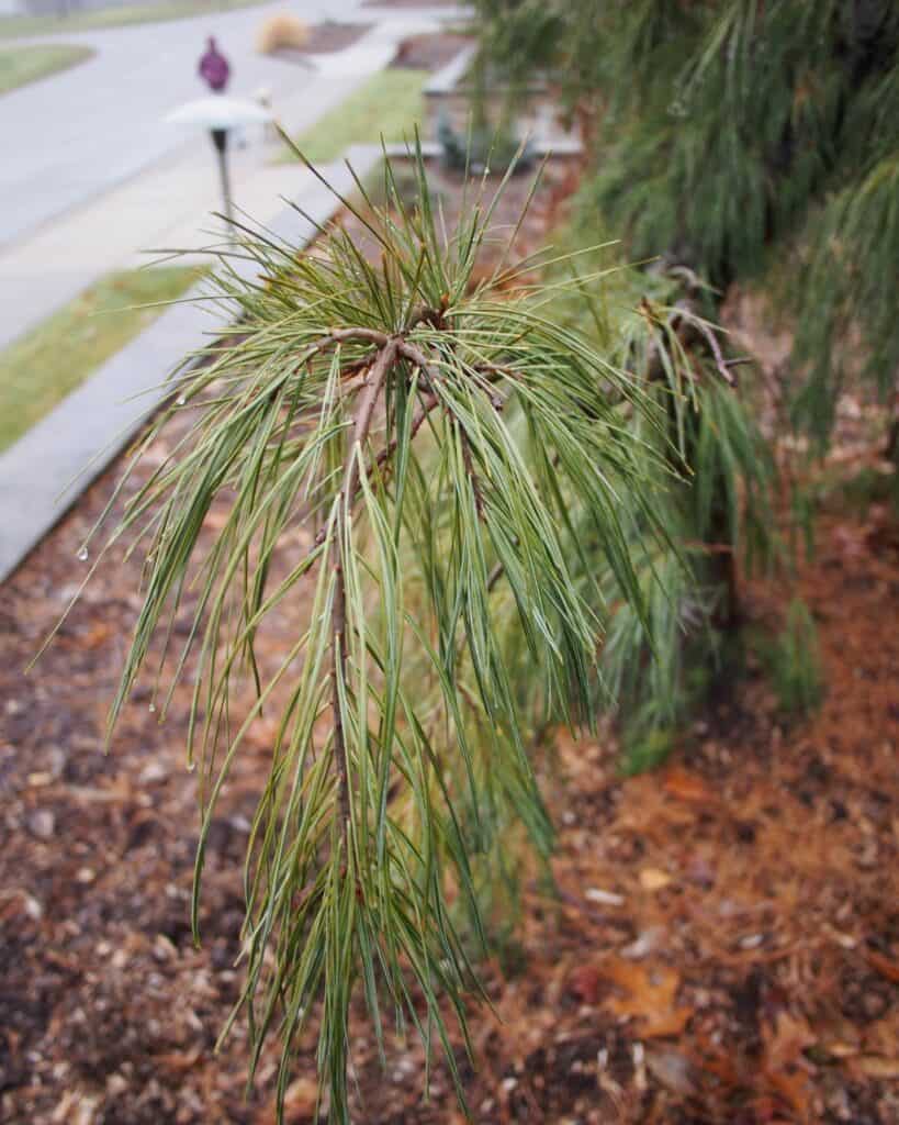 16 Weeping Evergreen Trees That Will Turn Your Garden Into a Wonderland