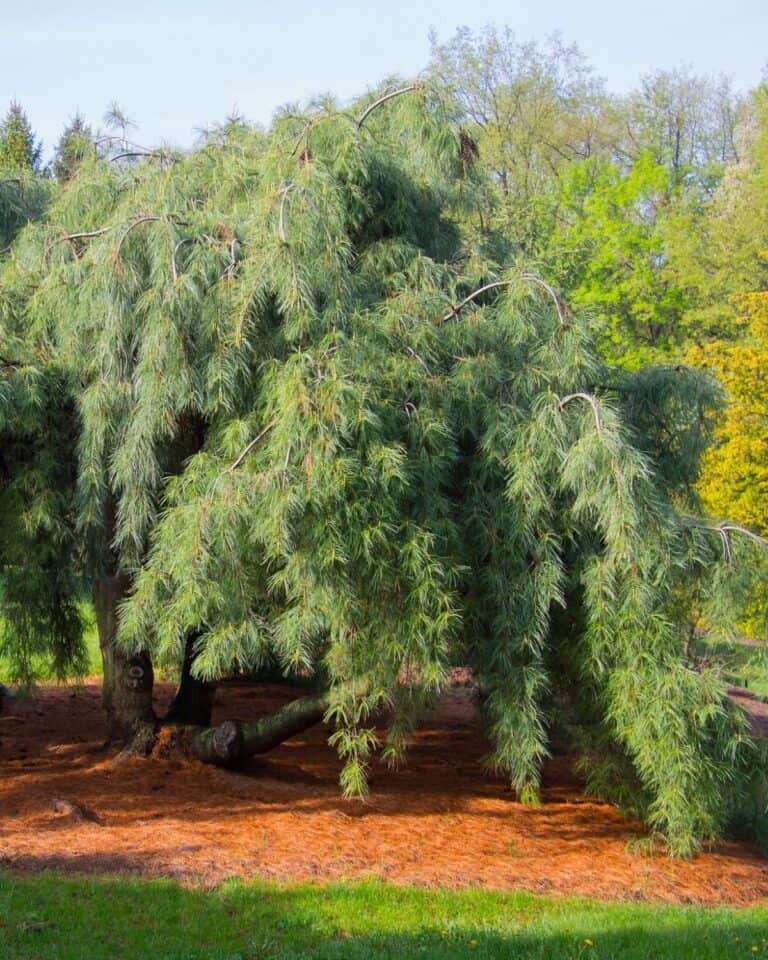 16 Weeping Evergreen Trees That Will Turn Your Garden Into a Wonderland