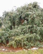 16 Weeping Evergreen Trees That Will Turn Your Garden Into a Wonderland