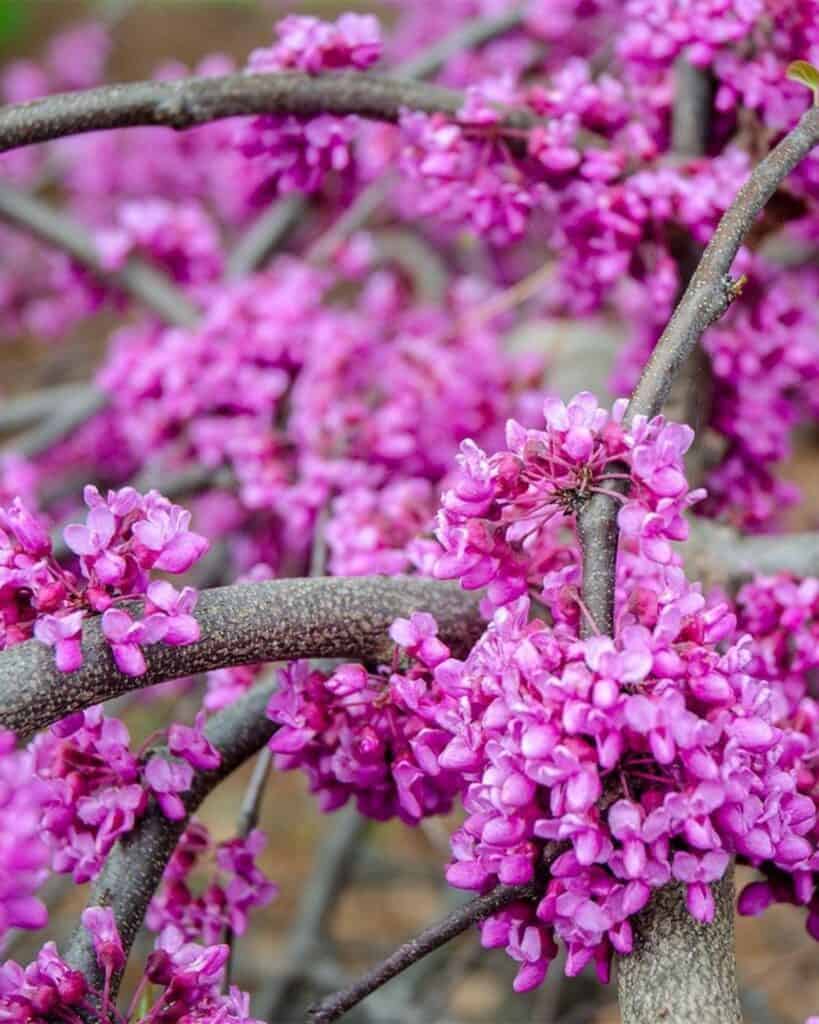 7 Breathtaking Weeping Redbud Trees You Need to See
