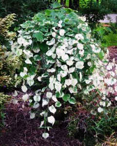 7 Breathtaking Weeping Redbud Trees You Need to See