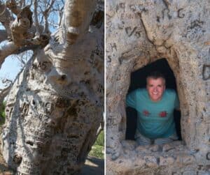 Exploring the Derby Boab Prison Tree - A Symbol of History and Heritage