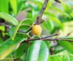 Eat Straight from the Trunk - The Curious Case of Brazil’s Jabuticaba Tree