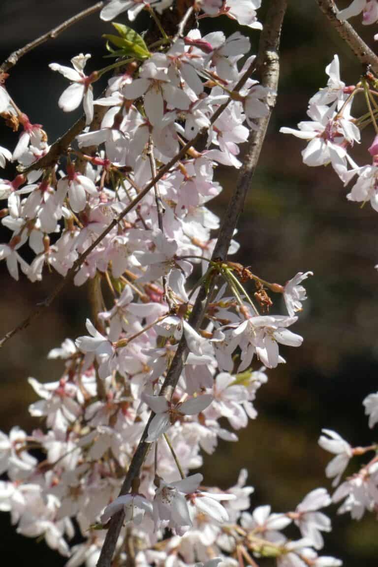 7 Weeping Cherry Trees That Will Make Your Neighbors Jealous