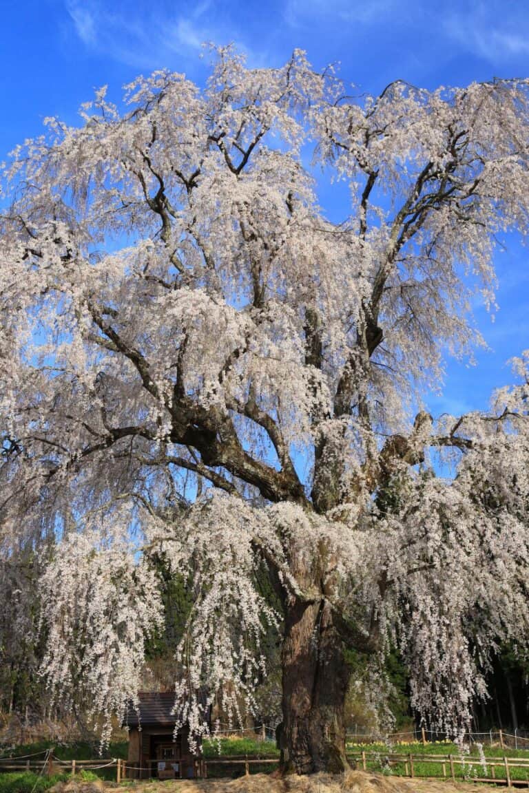 7 Weeping Cherry Trees That Will Make Your Neighbors Jealous