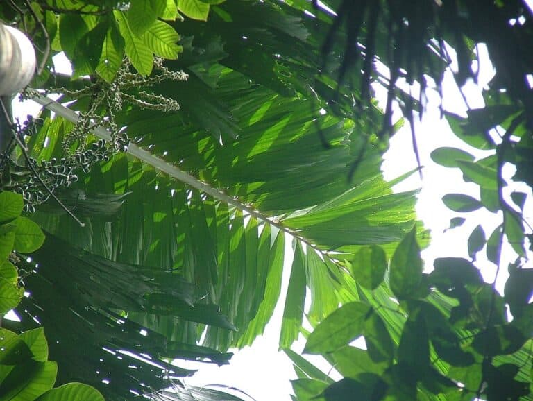 From Tolkien’s Imagination to Tropical Reality - The Tale of the ...