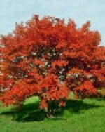 Zone 5 Privacy Hedges That Transform Your Garden into a Private Oasis ...