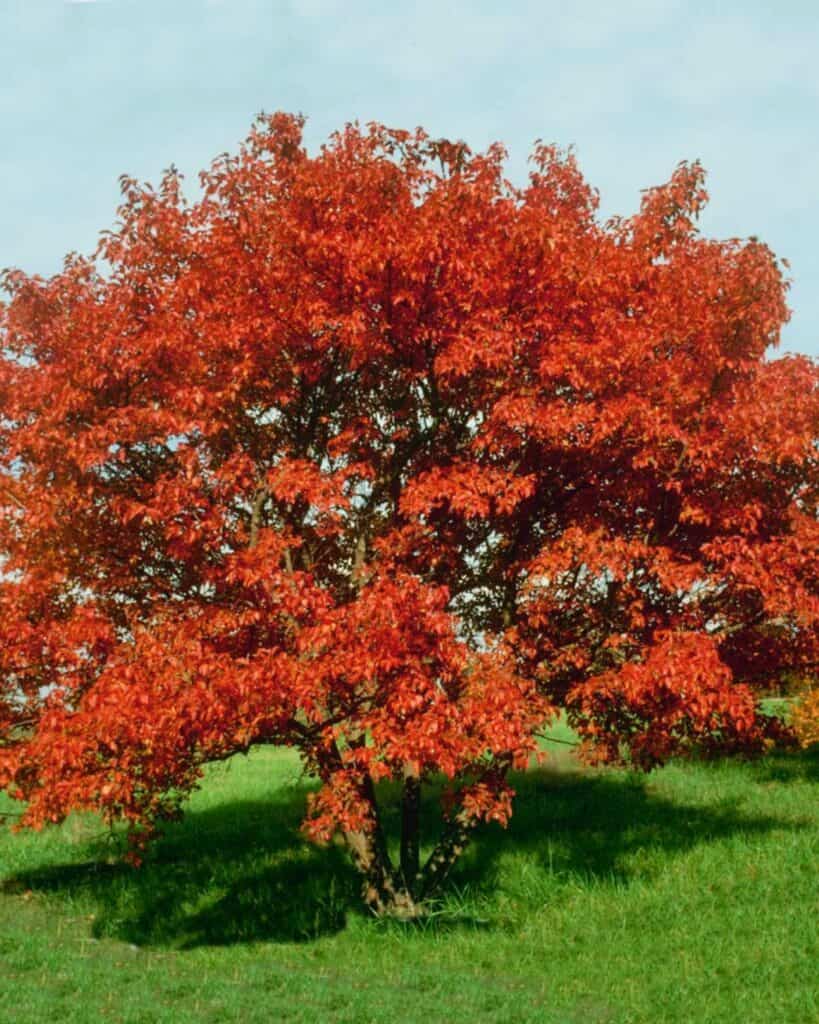 13 Small Trees With Non-Invasive Roots for Courtyards & Backyards