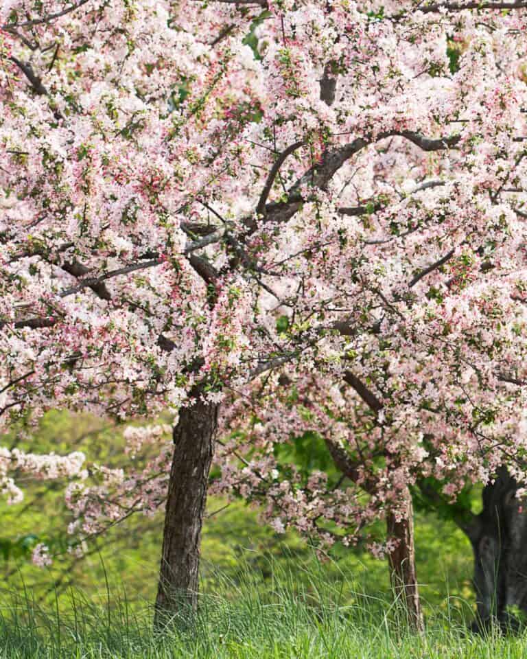 20 Small Fast Growing Trees That Make a Big Impact