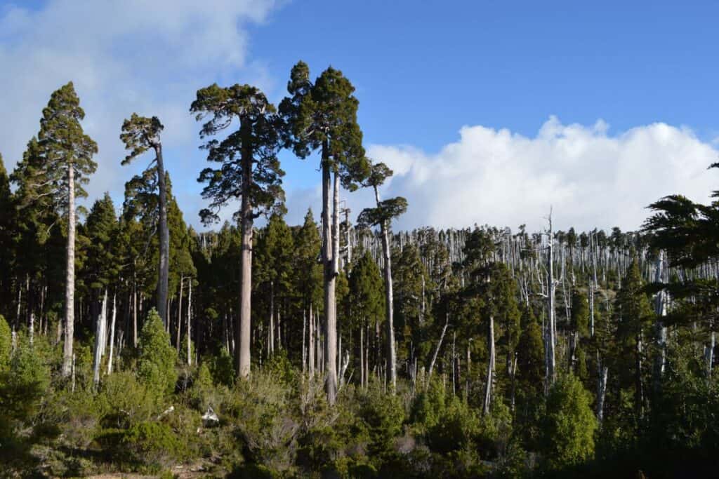 Meet the Great-Grandfather - Is the Alerce Milenario the World's Oldest ...