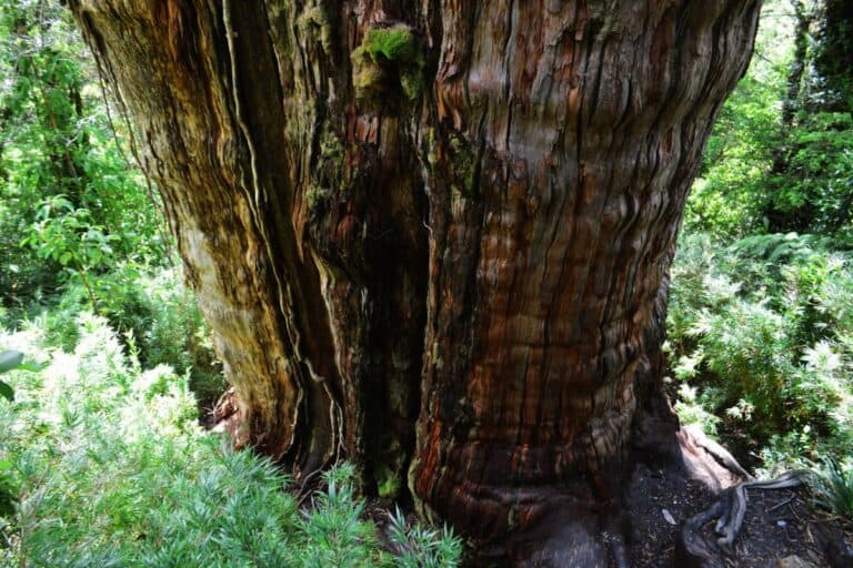 Meet the Great-Grandfather - Is the Alerce Milenario the World's Oldest ...