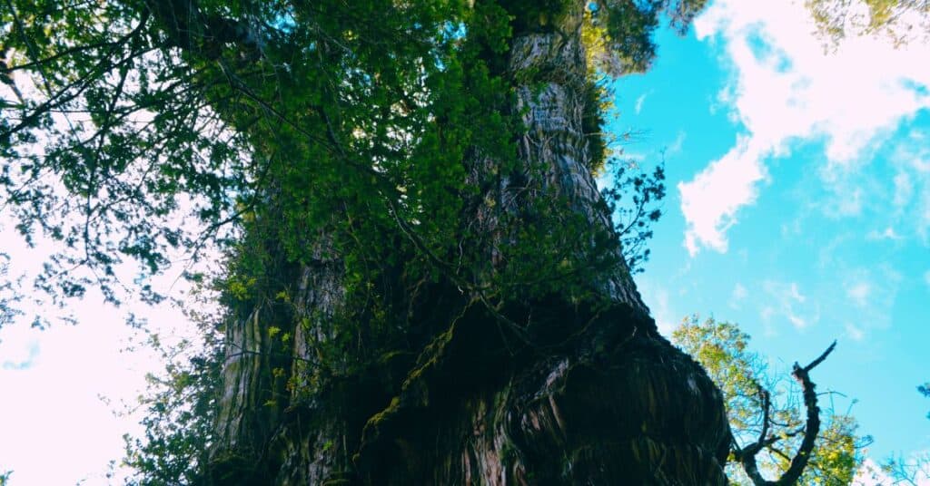 Meet the Great-Grandfather - Is the Alerce Milenario the World's Oldest ...