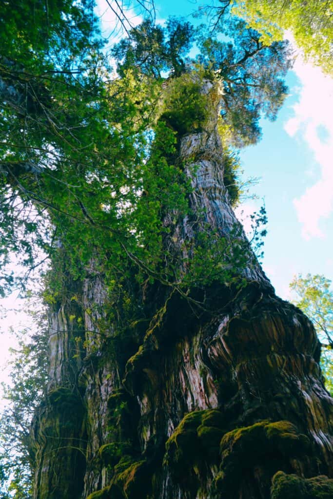 Meet the Great-Grandfather - Is the Alerce Milenario the World's Oldest ...