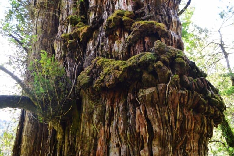 Meet the Great-Grandfather - Is the Alerce Milenario the World's Oldest ...