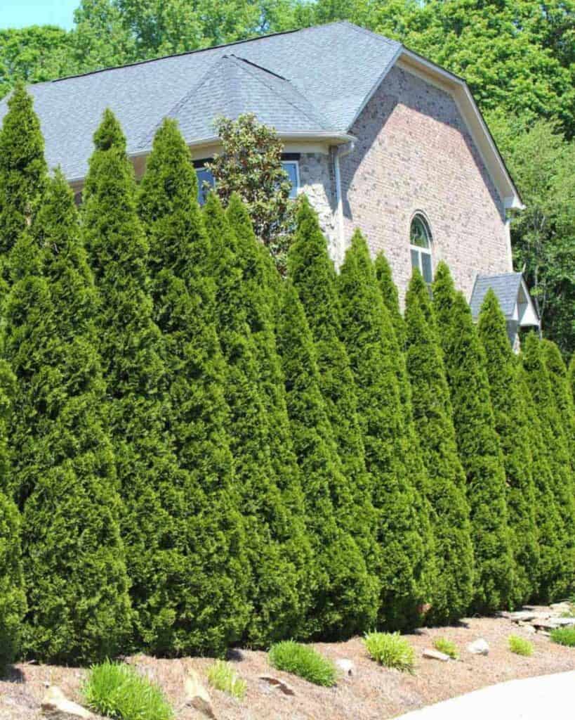 Zone 5 Privacy Hedges That Transform Your Garden into a Private Oasis ...