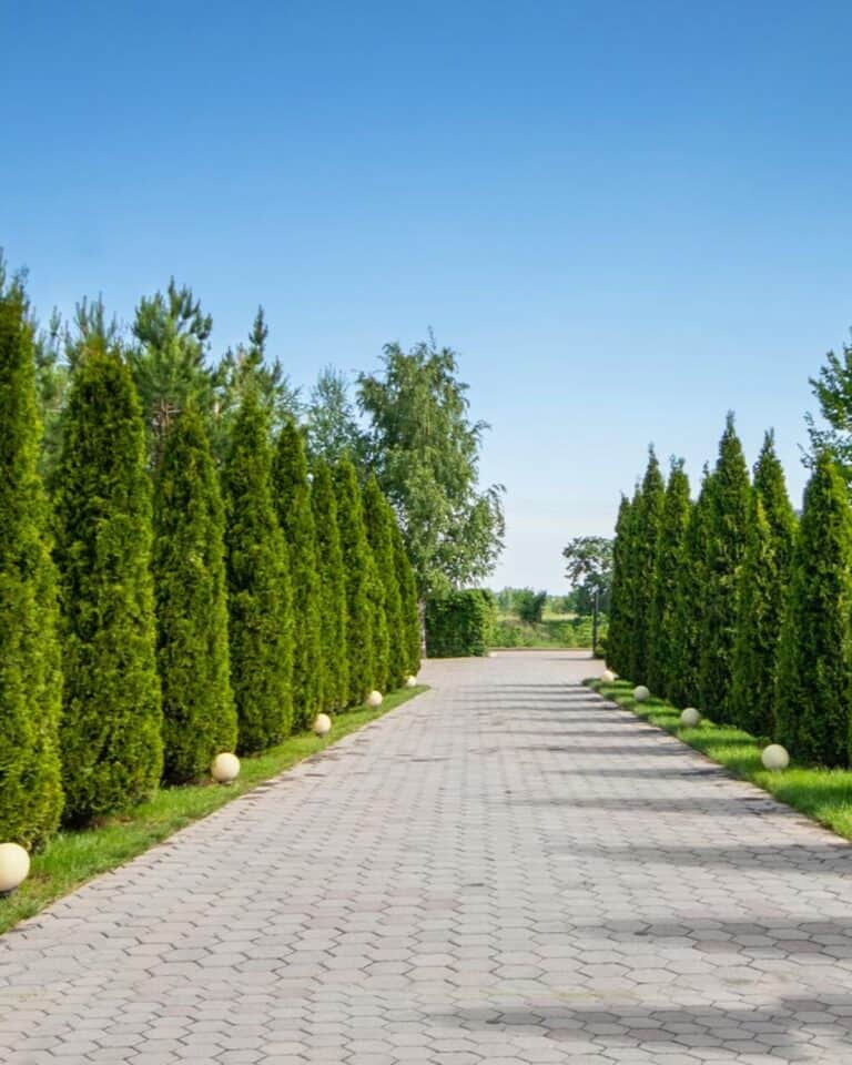 Zone 5 Privacy Hedges That Transform Your Garden into a Private Oasis ...