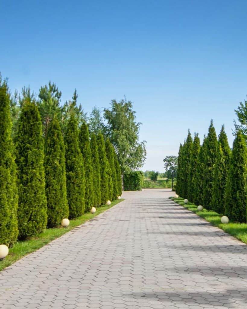 Zone 5 Privacy Hedges That Transform Your Garden into a Private Oasis ...
