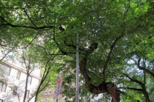How Boston's Liberty Tree Became the Heartbeat of a Revolution