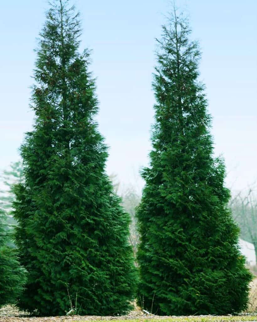 15 Zone 4 Privacy Hedge Ideas for Both Formal and Informal Landscapes ...