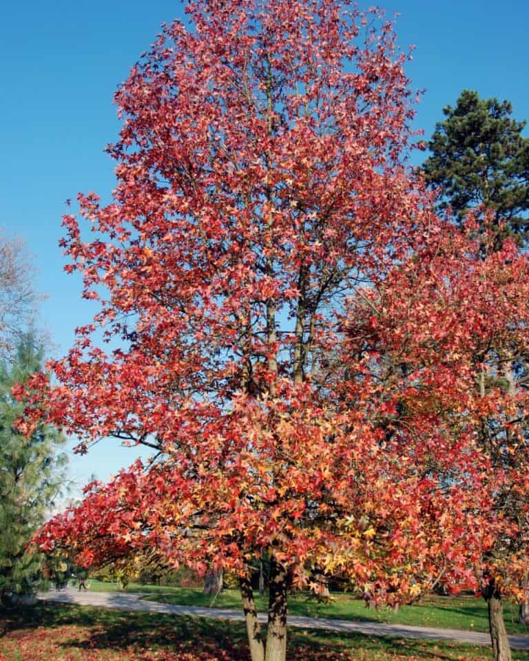 34 Fast-Growing Shade Trees That Will Create a Shady Oasis in Record Time