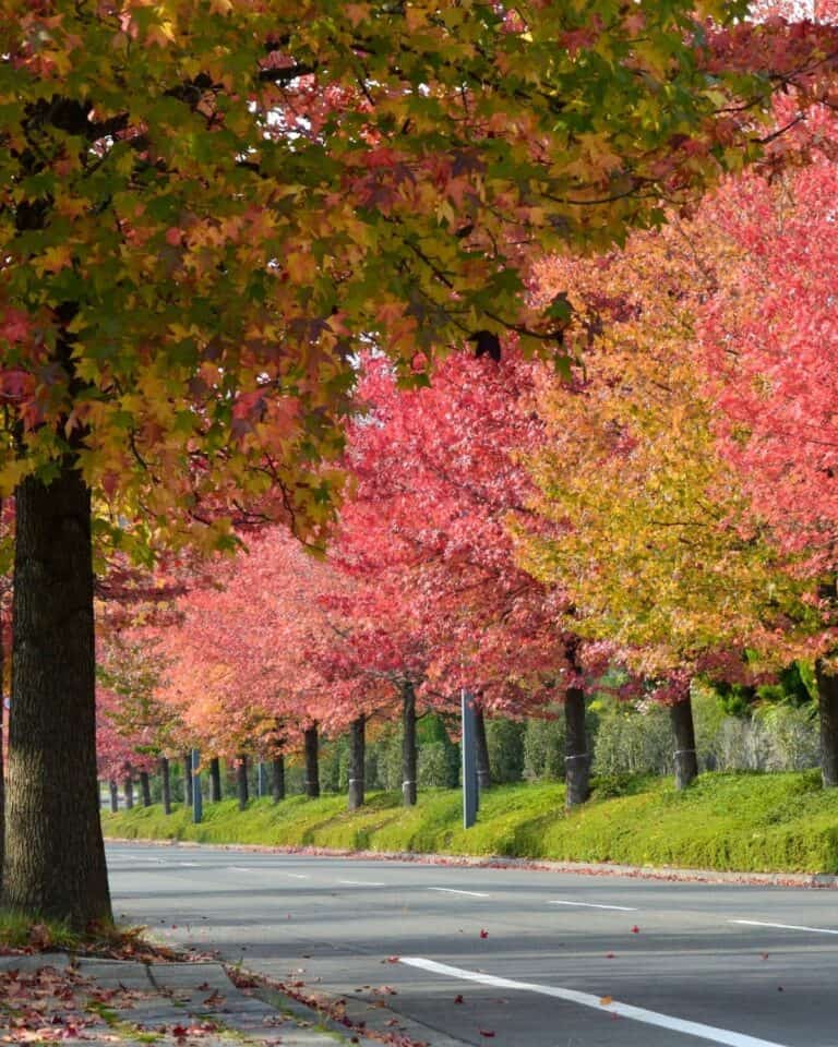 34 Fast-Growing Shade Trees That Will Create a Shady Oasis in Record Time