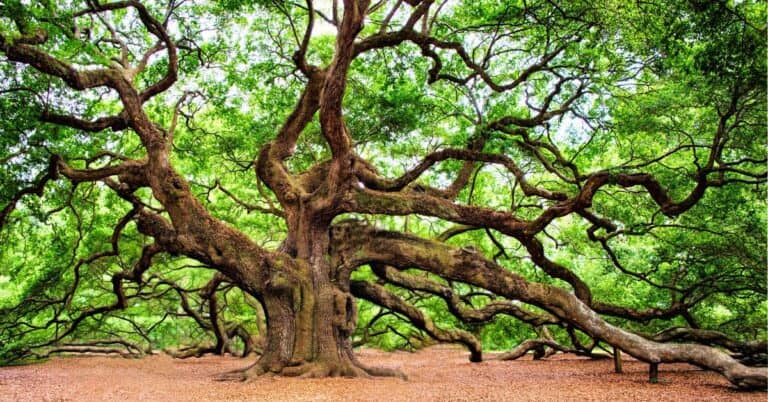 Discover the Mystical World of the Angel Oak - Charleston's Time ...