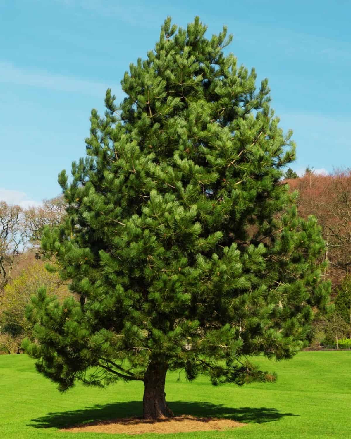 8 Best Natural Privacy Screen Ideas To Deal With Nosy Neighbors