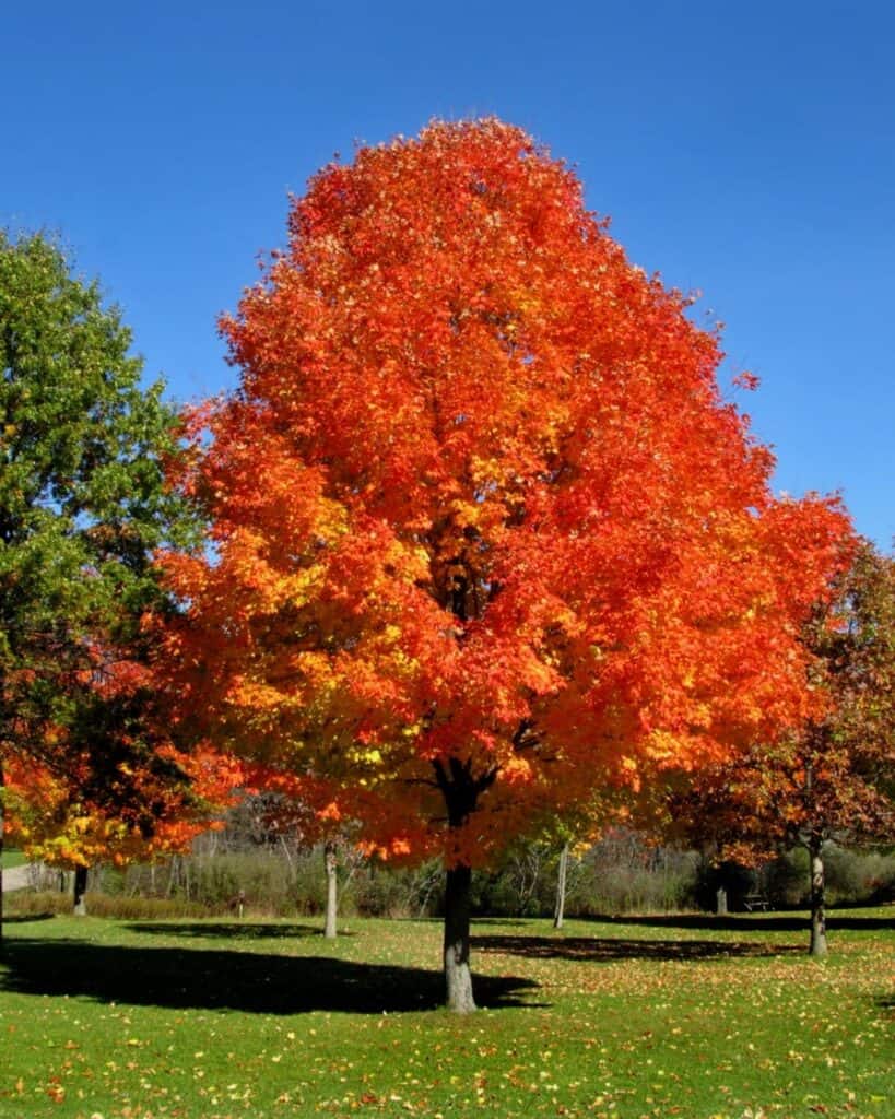 34 Fast-Growing Shade Trees That Will Create a Shady Oasis in Record Time