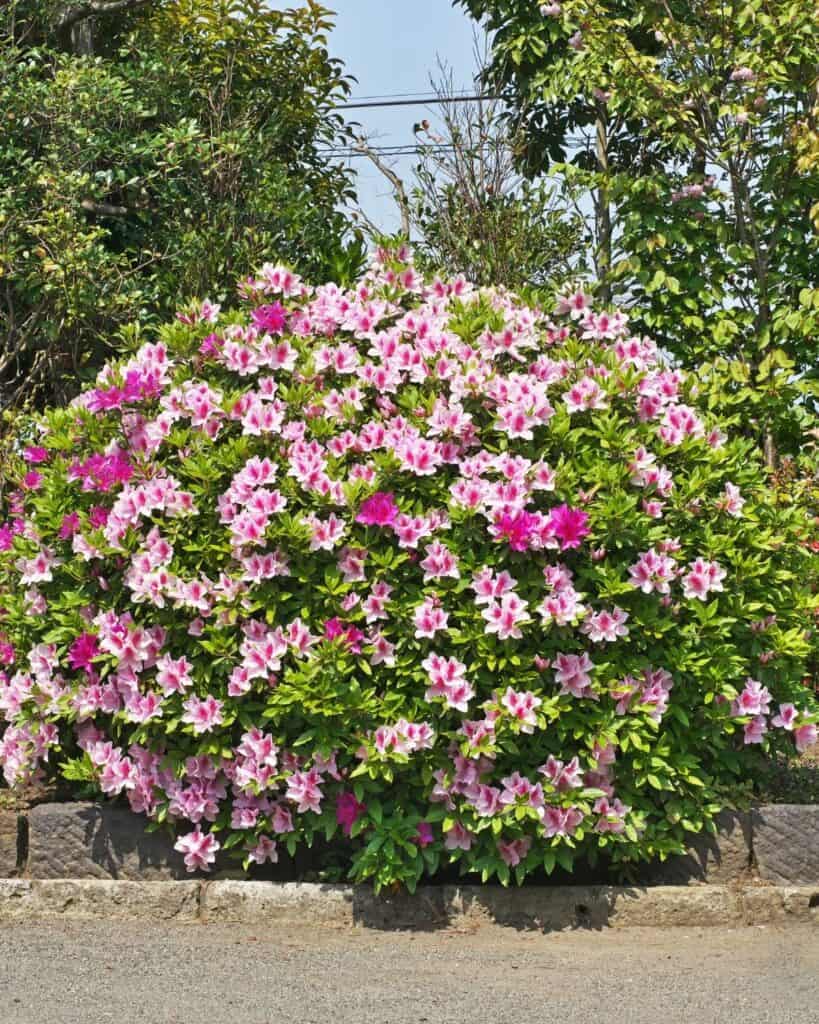 Achieve Garden Privacy with the Best Hedges for Zone 8 (Formal and ...