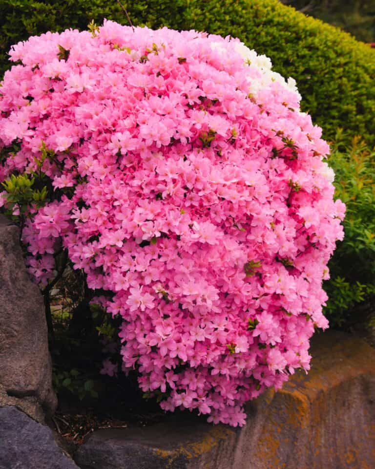 Create Zen in Your Backyard With the Best Shrubs & Trees for a Japanese ...