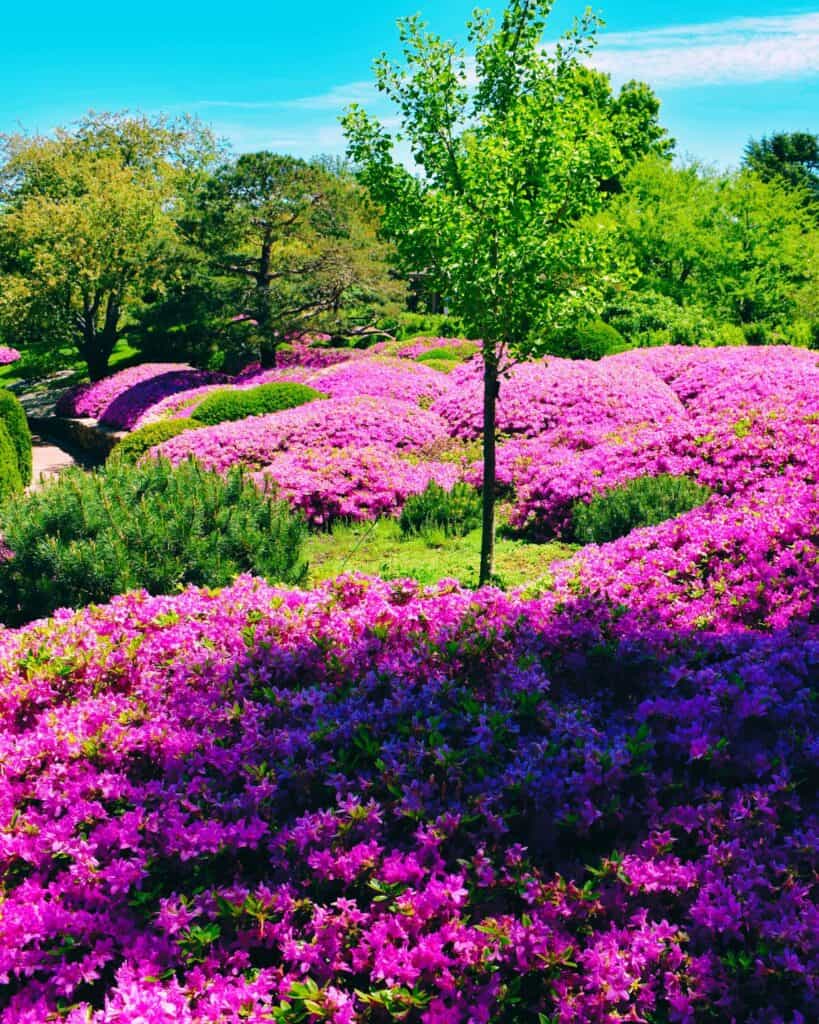 Create Zen in Your Backyard With the Best Shrubs & Trees for a Japanese ...