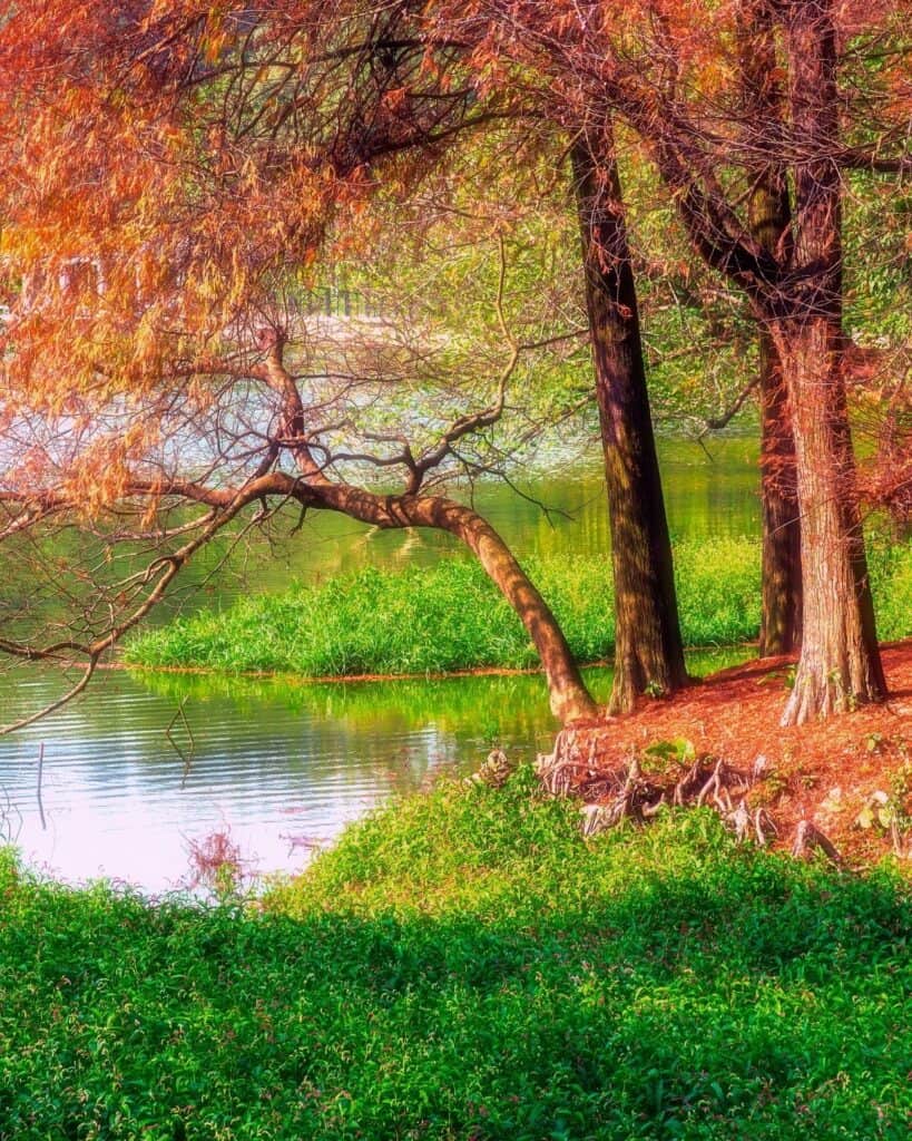 13 Most Eye-Catching Trees For Fall Foliage (Simply Stunning)