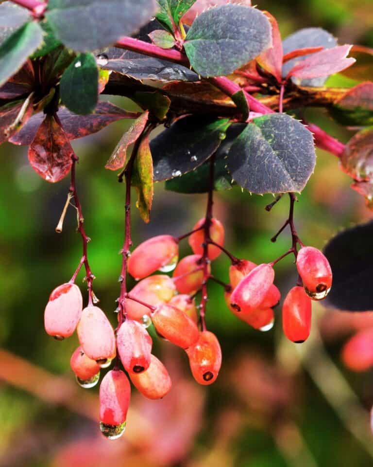 41 Best Plants for Under Maple Trees (Proven To Thrive)