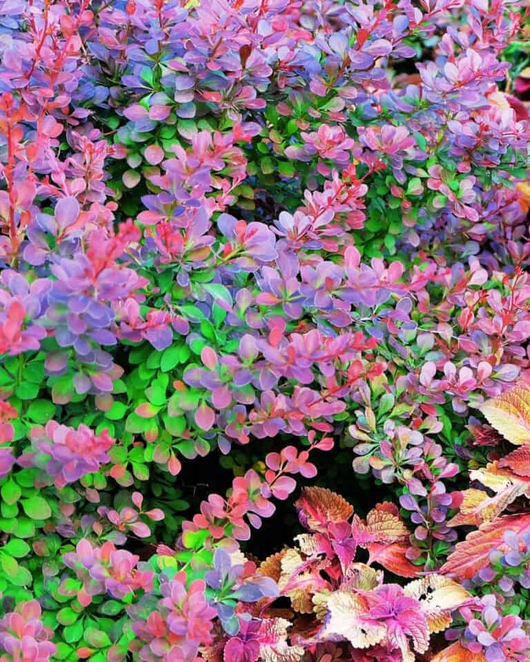 41 Best Plants for Under Maple Trees (Proven To Thrive)