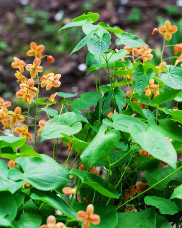 41 Best Plants for Under Maple Trees (Proven To Thrive)