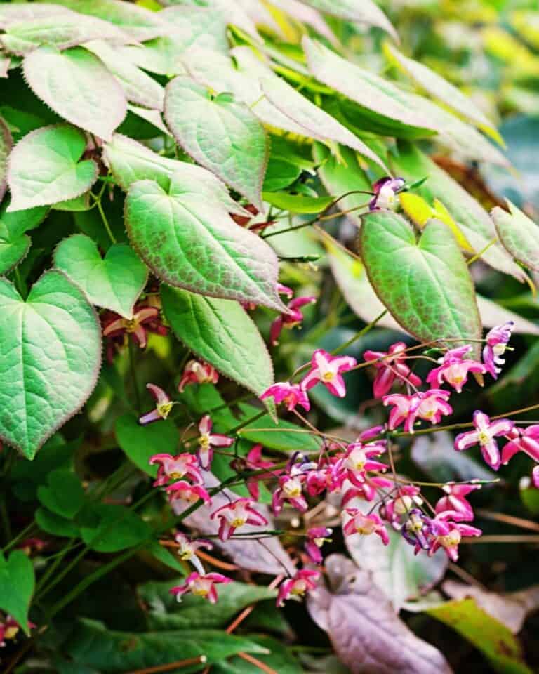 41 Best Plants for Under Maple Trees (Proven To Thrive)