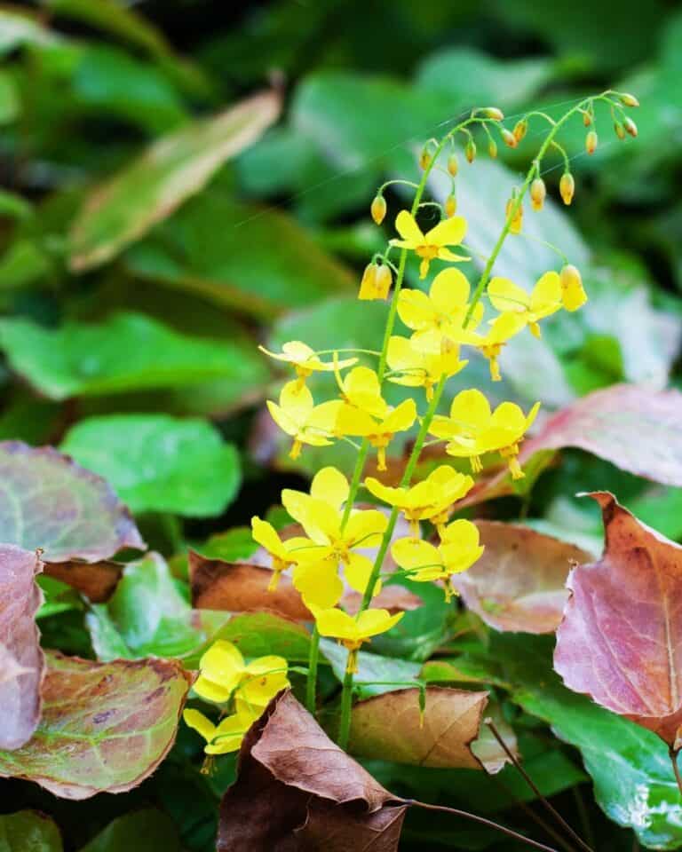41 Best Plants for Under Maple Trees (Proven To Thrive)