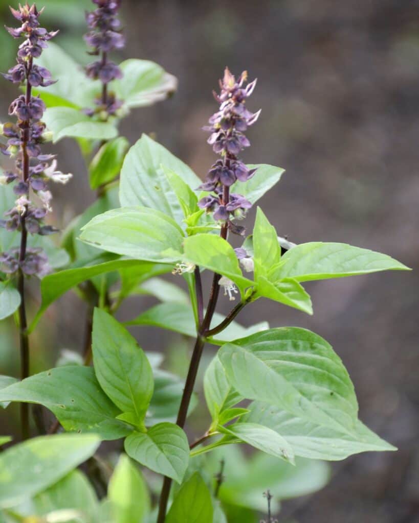 25 Best Companion Plants for Under Citrus Trees