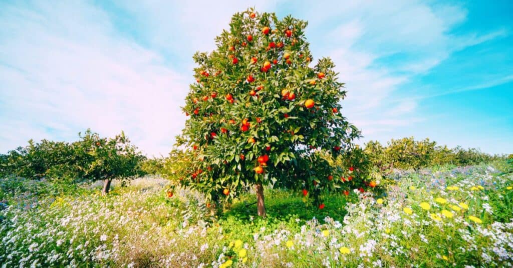 25 Best Companion Plants for Under Citrus Trees