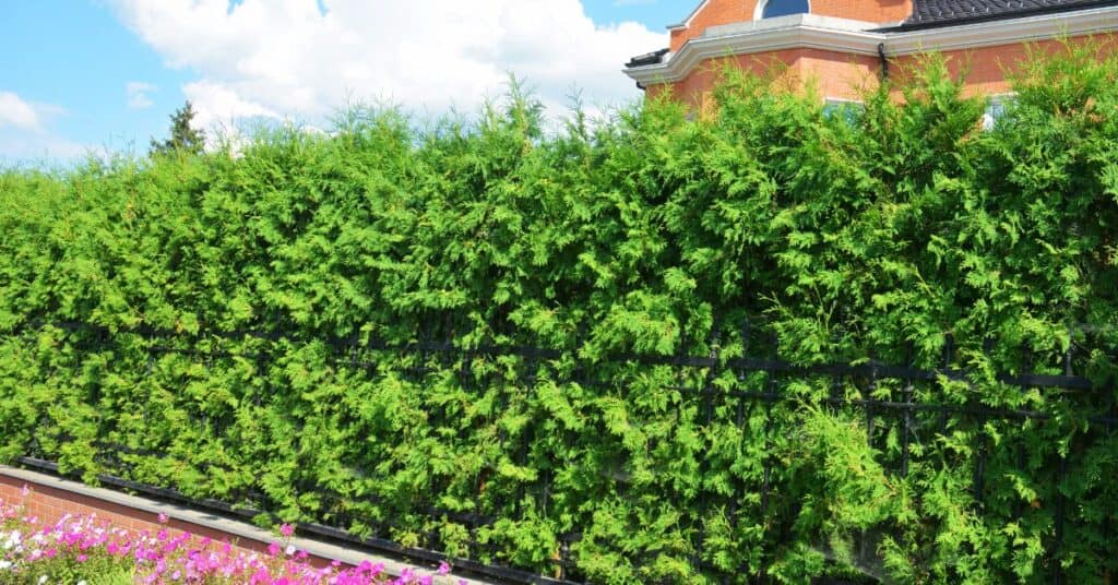 Best Fast Growing Trees & Shrubs For Creating a Privacy Hedge