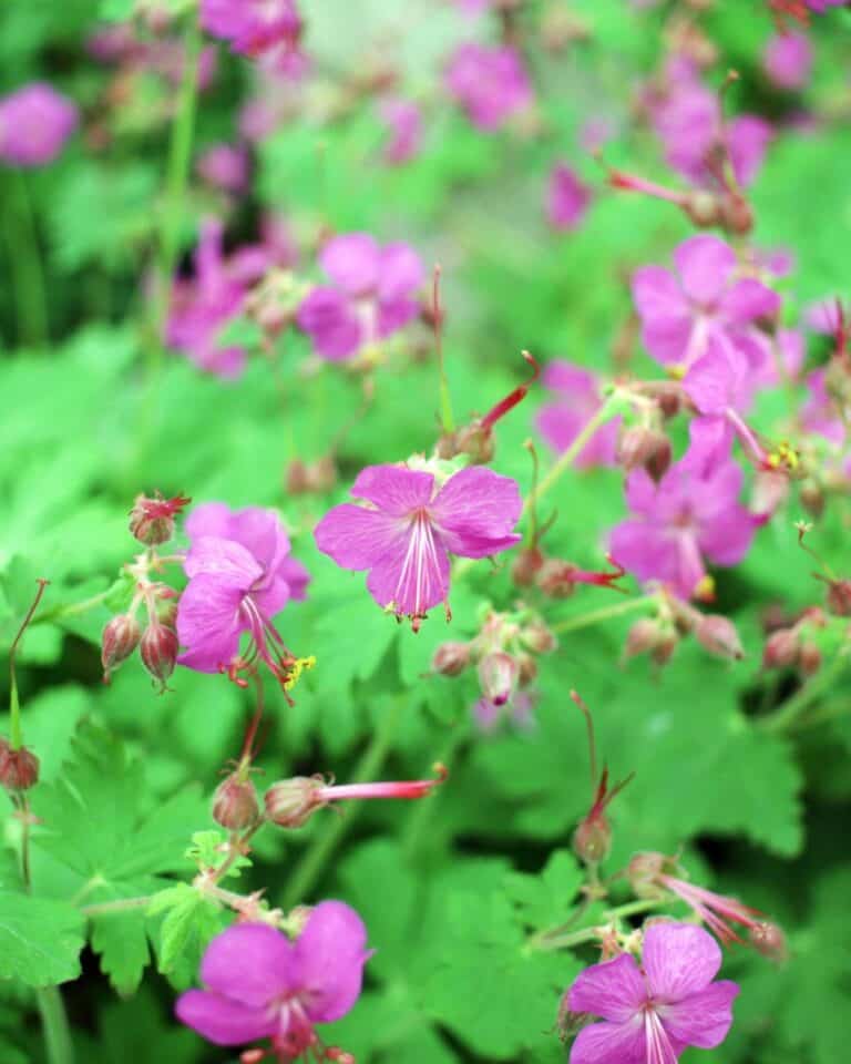 41 Best Plants for Under Maple Trees (Proven To Thrive)