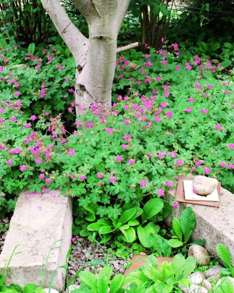 41 Best Plants for Under Maple Trees (Proven To Thrive)