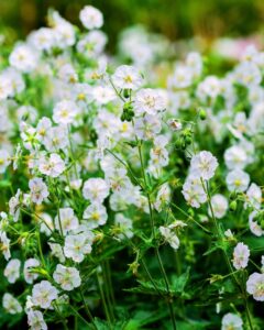 41 Best Plants for Under Maple Trees (Proven To Thrive)