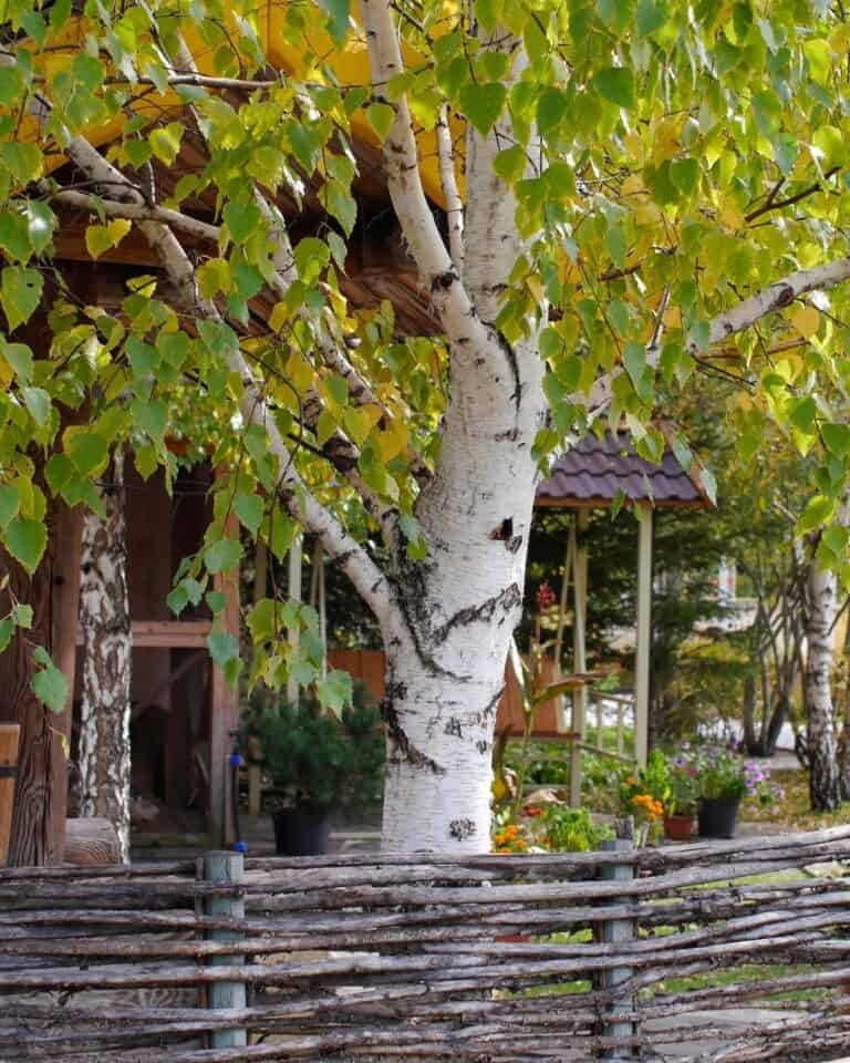 8 Best Natural Privacy Screen Ideas To Deal With Nosy Neighbors