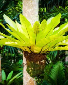 21 Best Evergreen Plants for Under Trees To Create A Lush Oasis