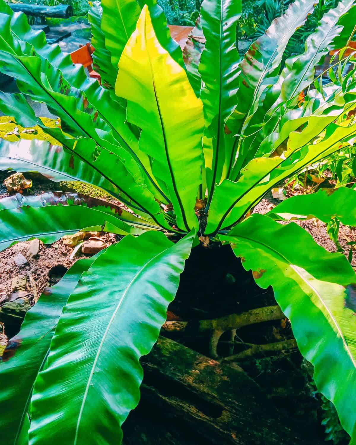 21 Best Evergreen Plants for Under Trees To Create A Lush Oasis
