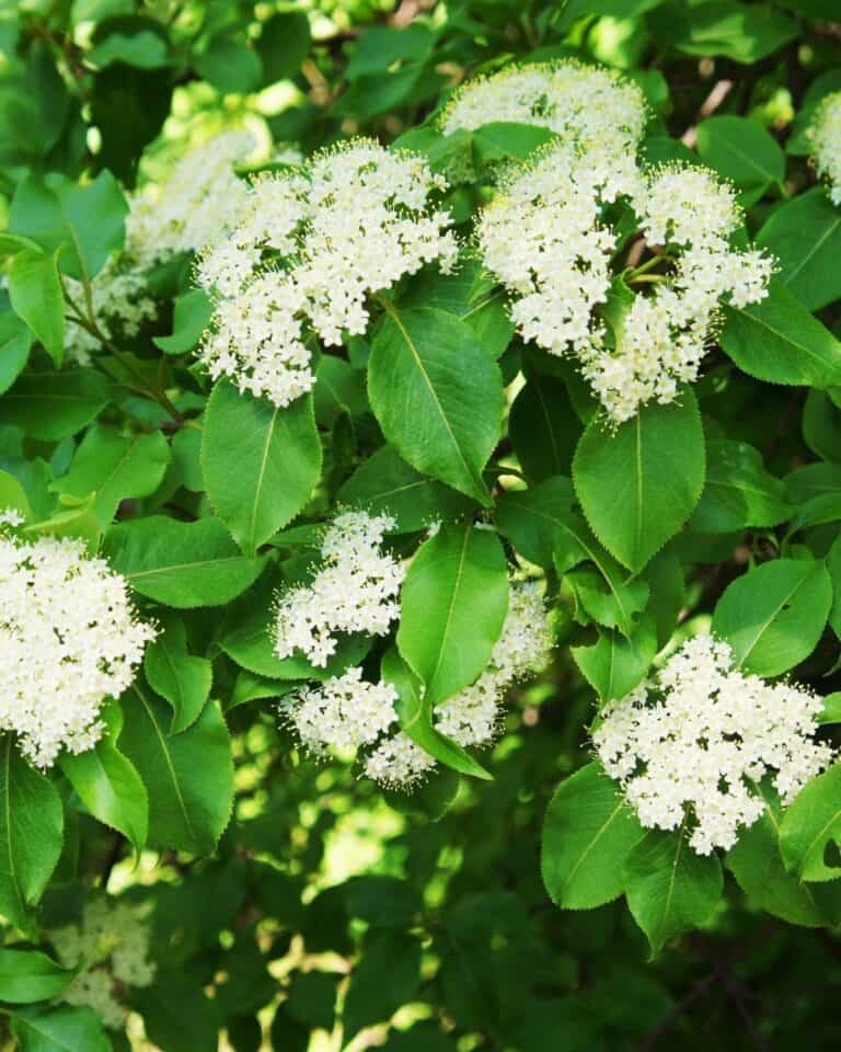54 Perennial Shrubs & Bushes to Keep Your Garden Gorgeous All Year Round